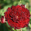 Red Cascade – Swiss Rose Garden Nursery