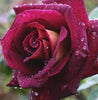 RSL Rose – Swiss Rose Garden Nursery