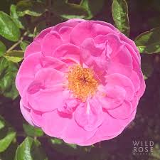 Swiss Rose Garden Nursery