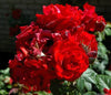 Satchmo – Swiss Rose Garden Nursery