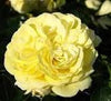 Solero – Swiss Rose Garden Nursery