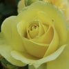 St Patrick – Swiss Rose Garden Nursery