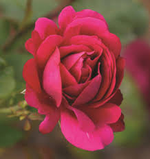 Swiss Rose Garden Nursery