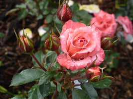 Pink Roses – Swiss Rose Garden Nursery