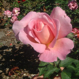 Swiss Rose Garden Nursery