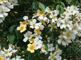 Swiss Rose Garden Nursery