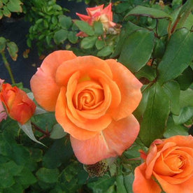 Swiss Rose Garden Nursery